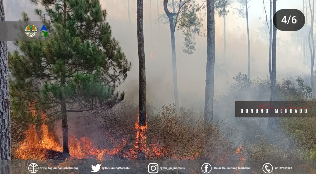 Kebakaran Hutan, Jalur Pendakian Gunung Merbabu Ditutup - MerahPutih Kebakaran Hutan, Jalur Pendakian Gunung Merbabu Ditutup - MerahPutih