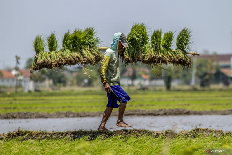 Mentan Pastikan Food Estate Kalimantan Tengah Dilanjutkan - MerahPutih Mentan Pastikan Food Estate Kalimantan Tengah Dilanjutkan - MerahPutih