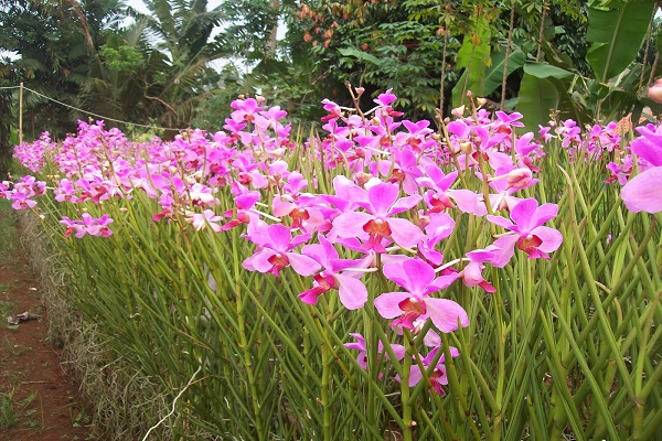 Memperkenalkan Anggrek Vanda Douglas Sebagai Ikon Kota Tangerang ...