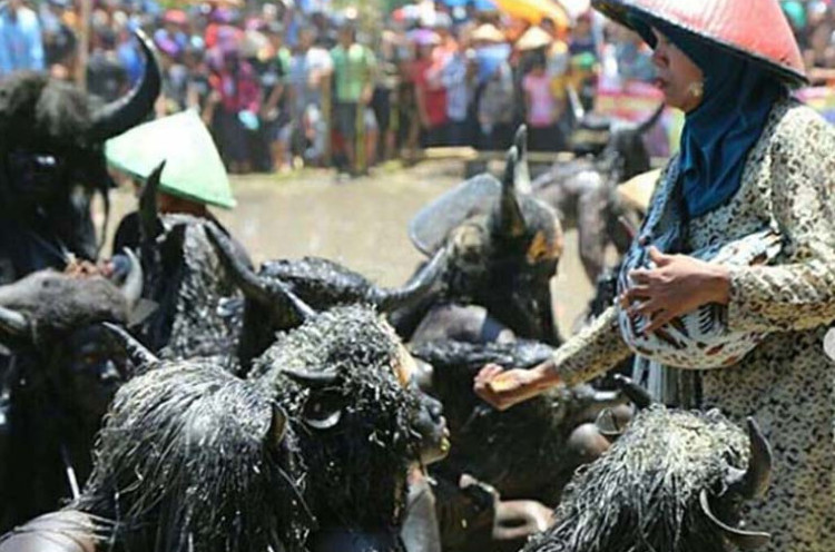 Kebo-keboan, Tradisi Unik Khas Banyuwangi Agar Panen Sukses - MerahPutih