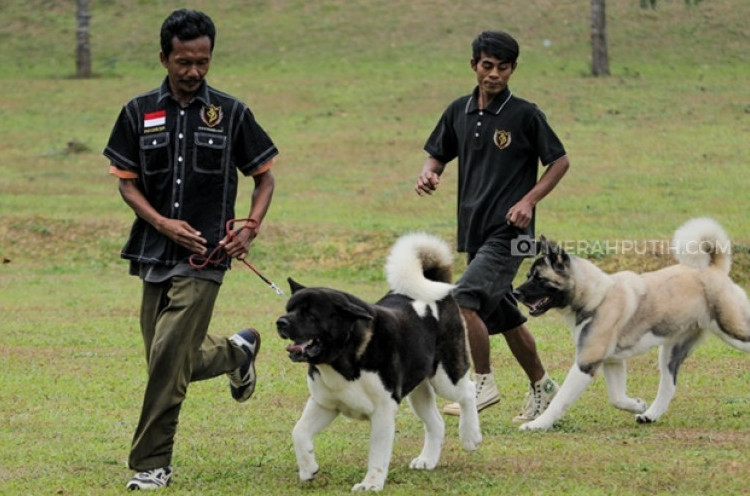 Von Haus JHL, Salah Satu Kennel Anjing American Akita Terbesar di Asia ...