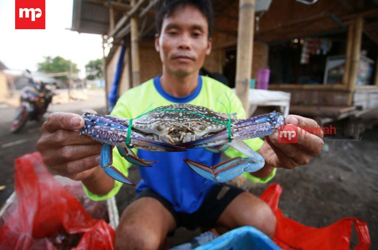 Ini Bedanya Rajungan dengan Kepiting - MerahPutih